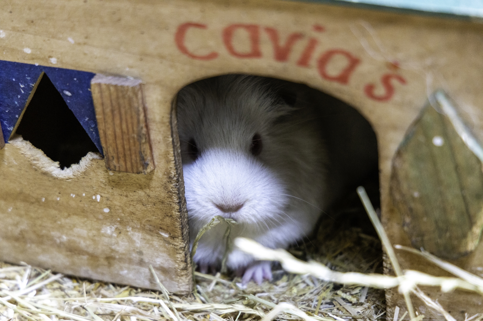 Dierenopvang cavia's en konijnen - Mikkelhorst